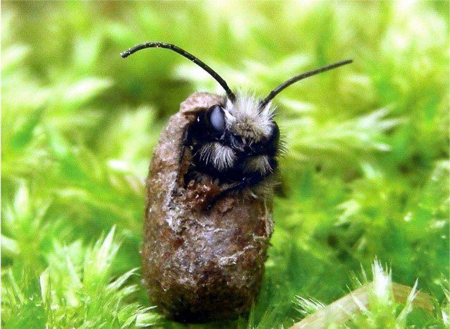 Guide to Raising Mason Bees - Mason Bees and Leafcutter bees